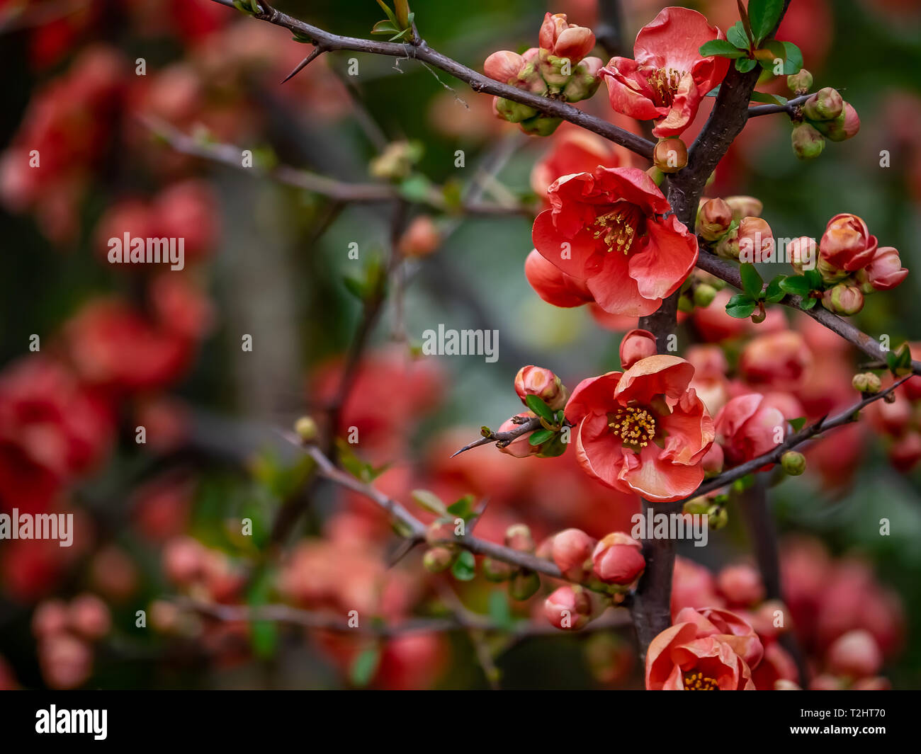 chinese quince blossoms open on a thorned quince tree in a park in ...