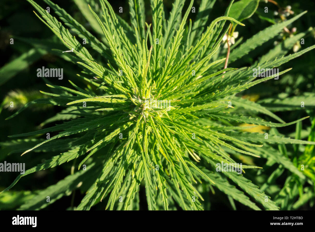 plant growing close up Stock Photo - Alamy