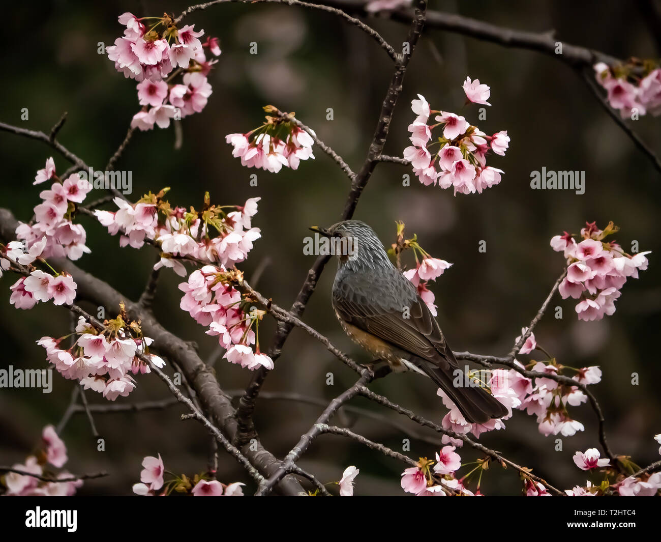 A Japanese brown-eared bulbul songbird in a sakura tree. These common ...