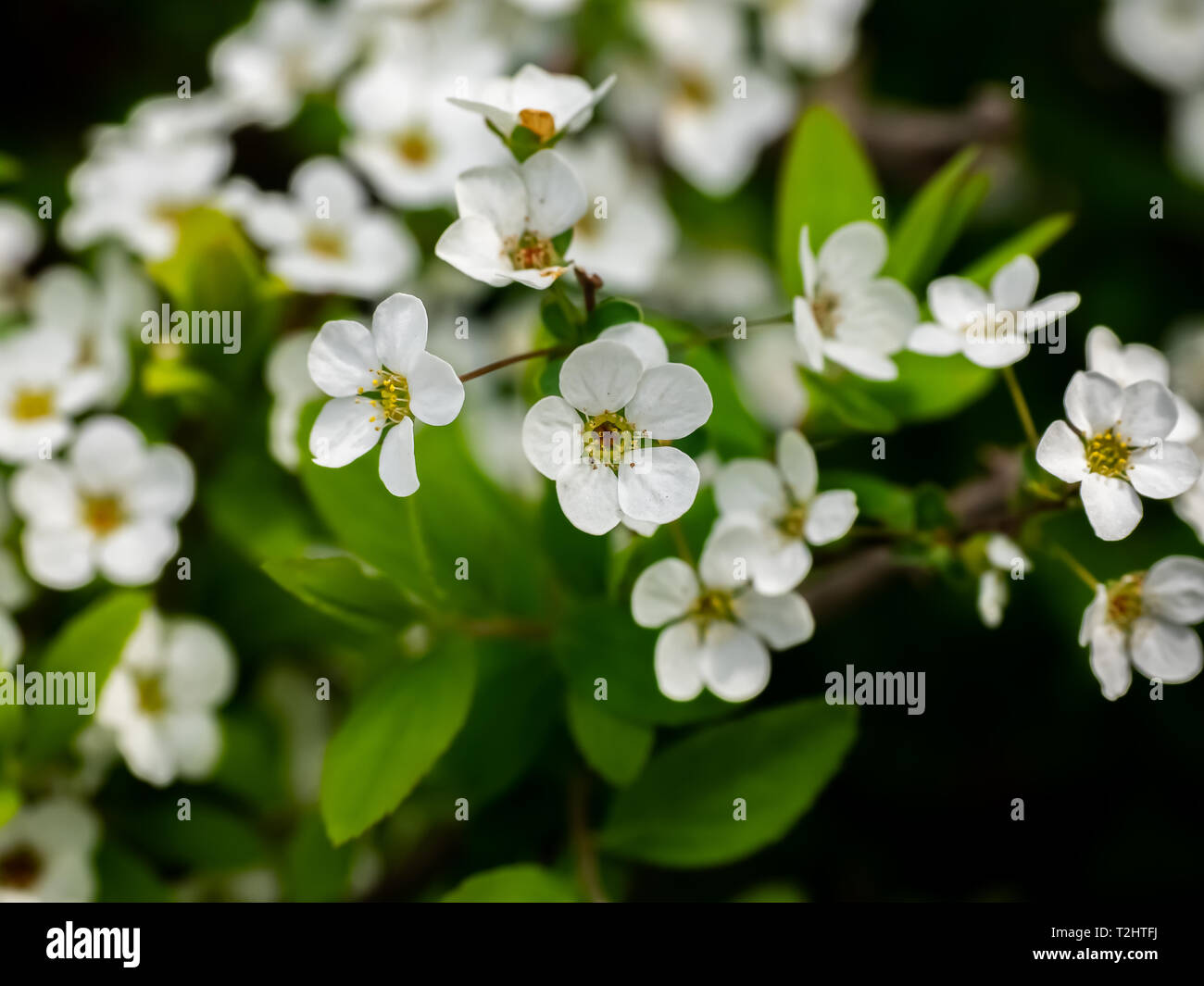 Small white flowers bloom on a small tree during the Japanese cherry ...