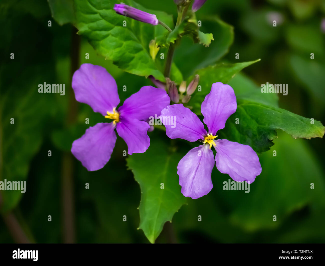 Wild purple flowers of a wild radish plant bloom along a Japanese ...