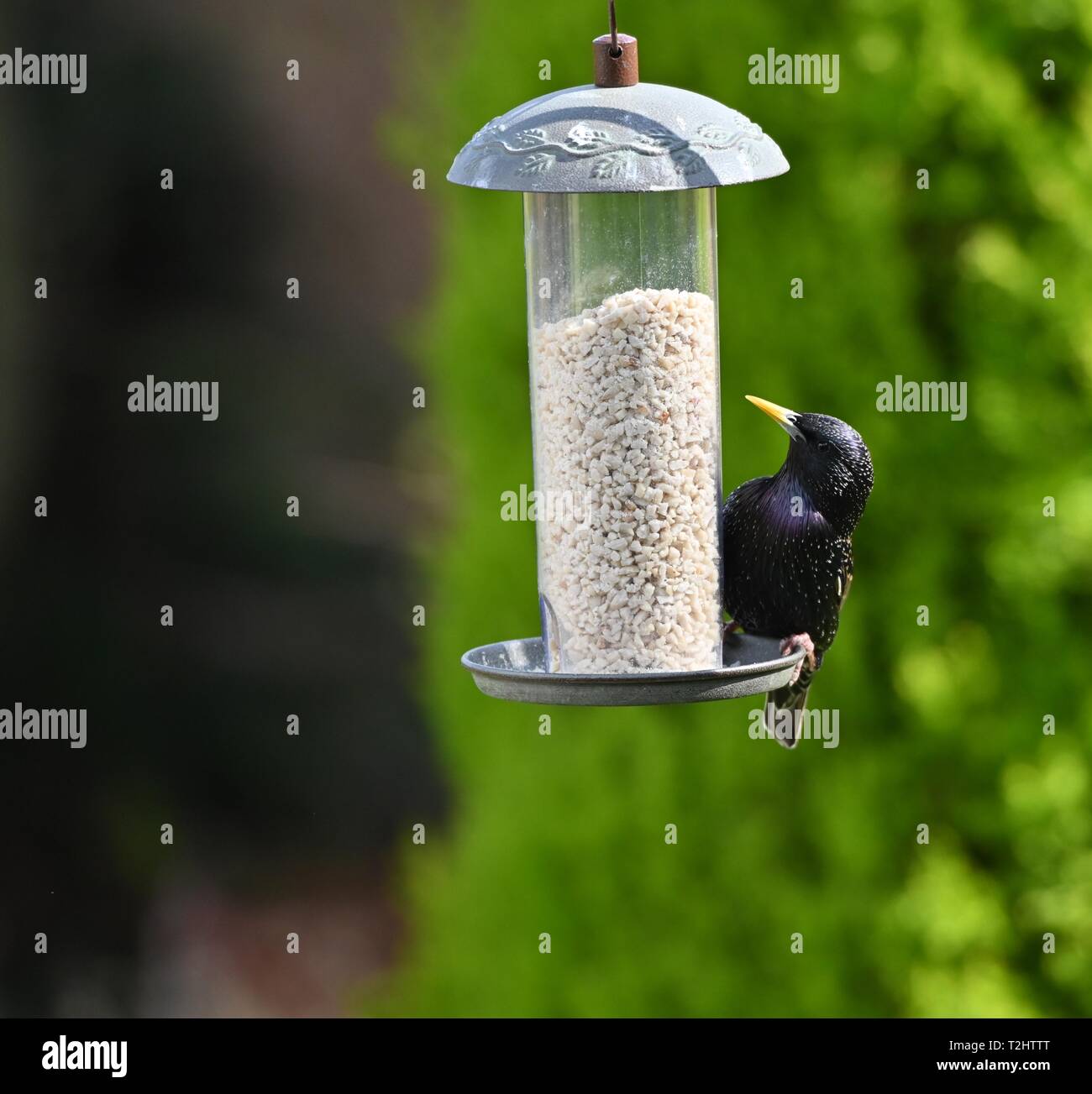 A starling on a bird feeder Stock Photo - Alamy