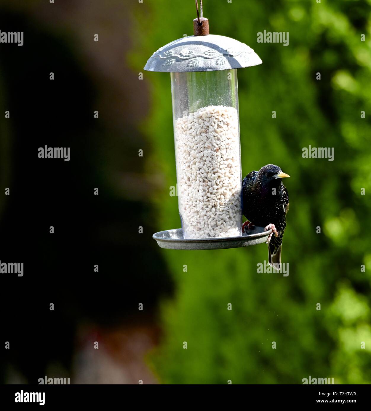 A starling on a bird feeder Stock Photo - Alamy