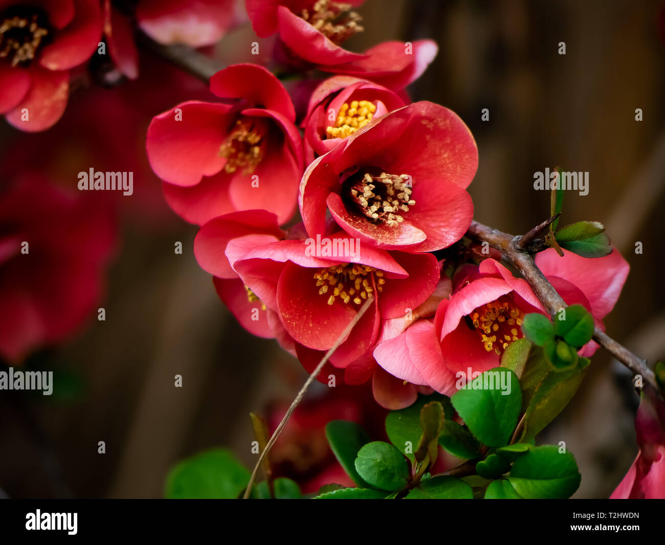 chinese quince blossoms open on a thorned quince tree in a park in ...