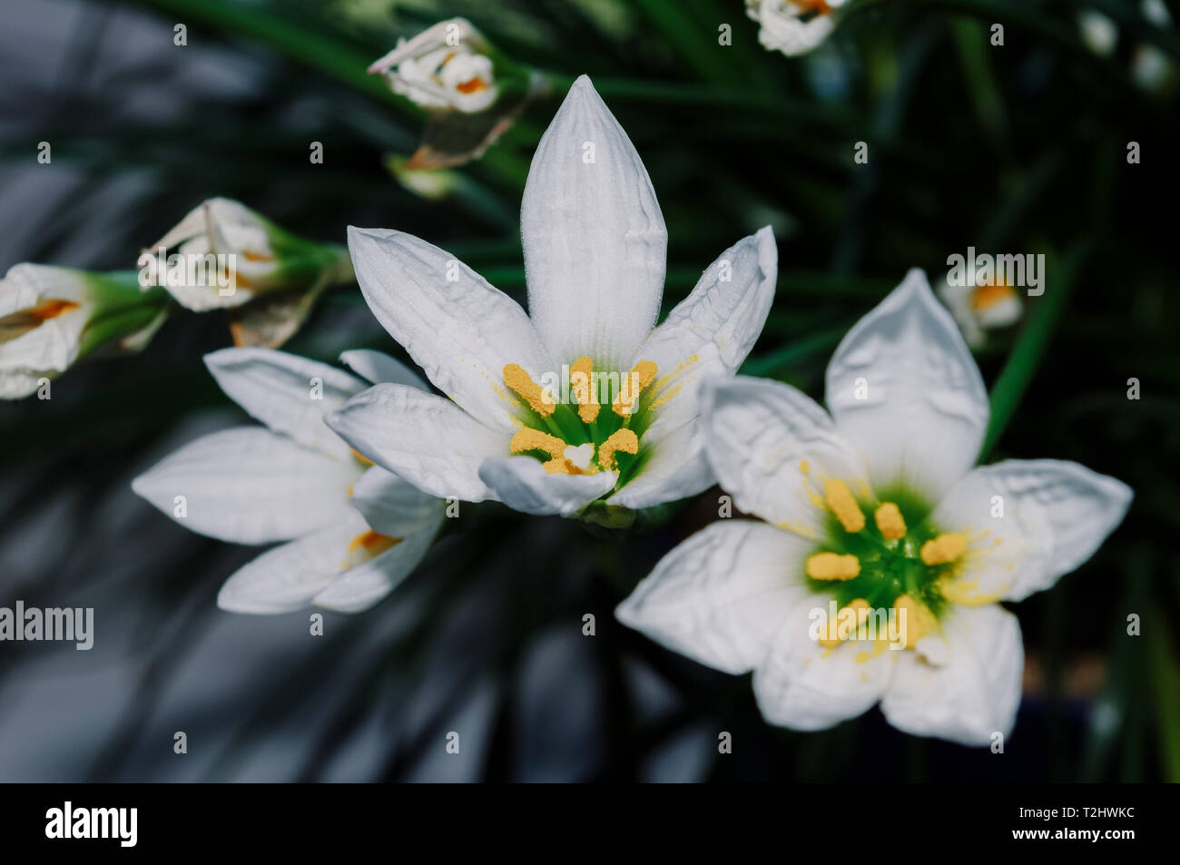 decorative white flower rain lily Zephyranthes grandiflora on blurred ...