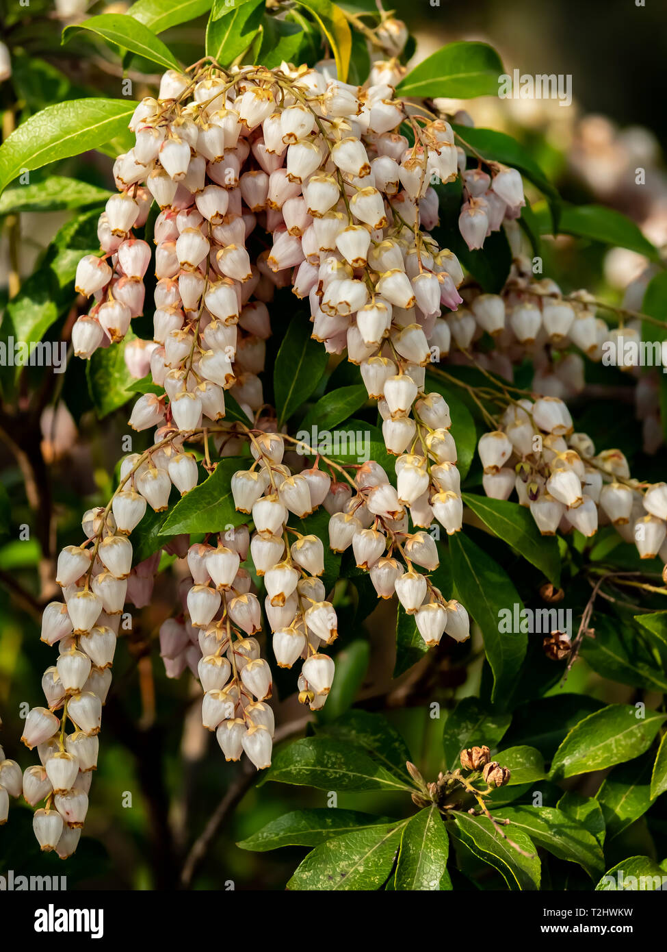 strings of tiny Japanese andromeda flowers hang in full bloom from a ...