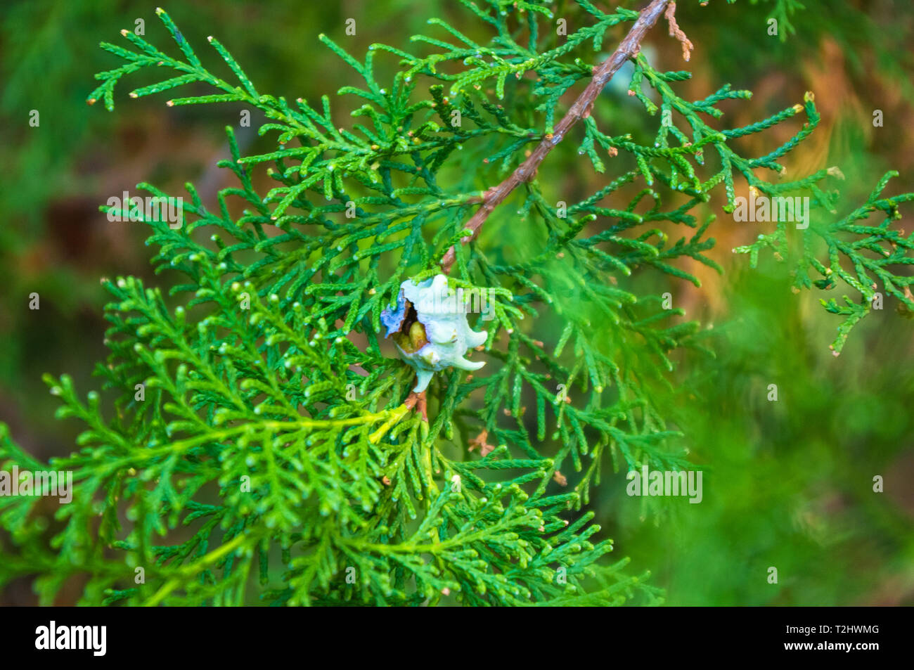Incense cedar tree Calocedrus decurrens branch close up. Thuja cones ...