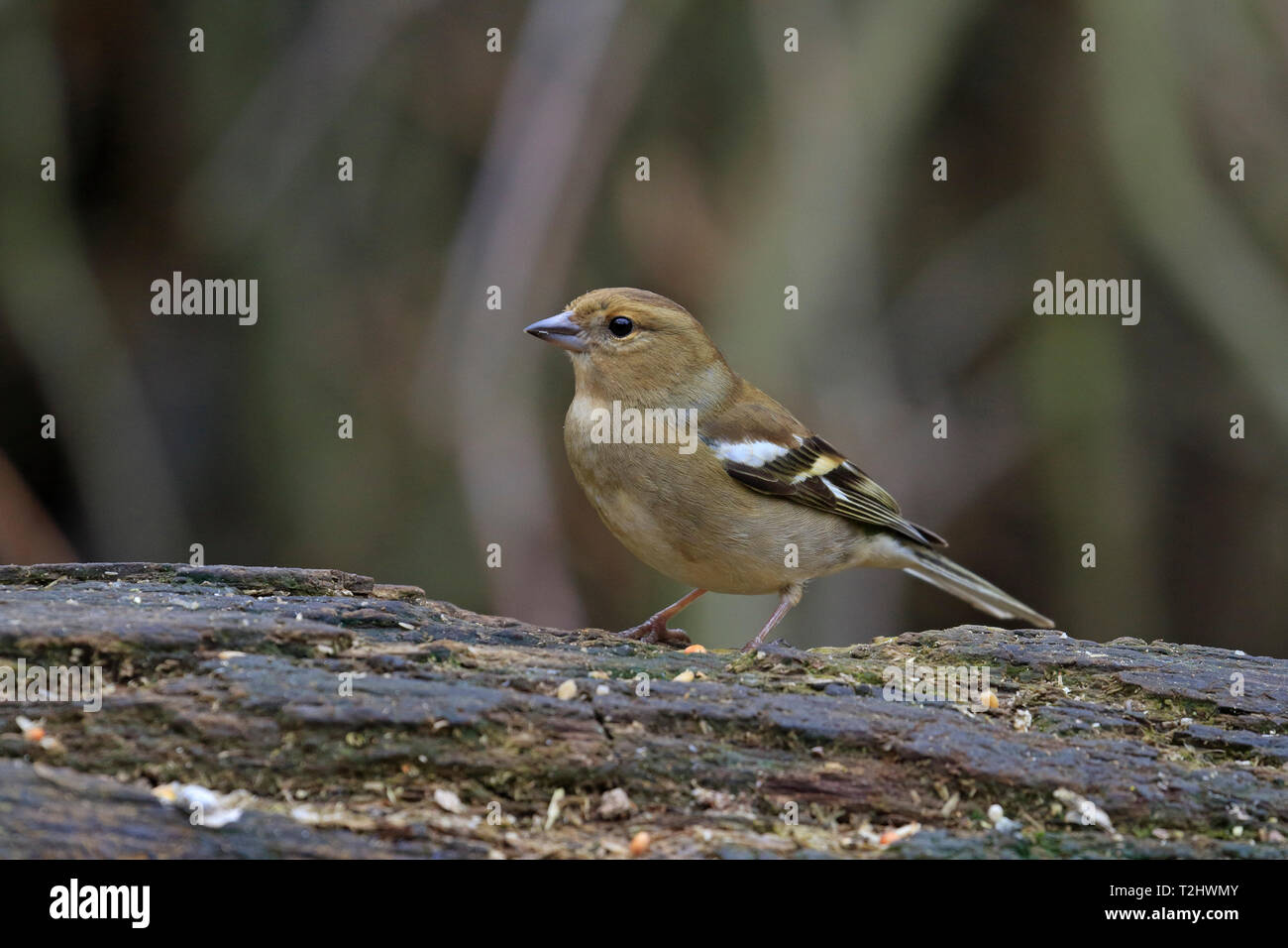 Female chaffinch uk hi-res stock photography and images - Alamy