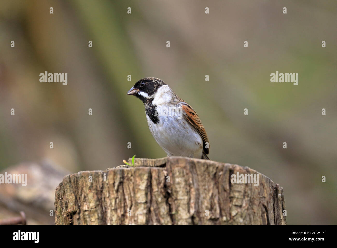 Male reed bunting on tree stump with seed hi-res stock photography and ...