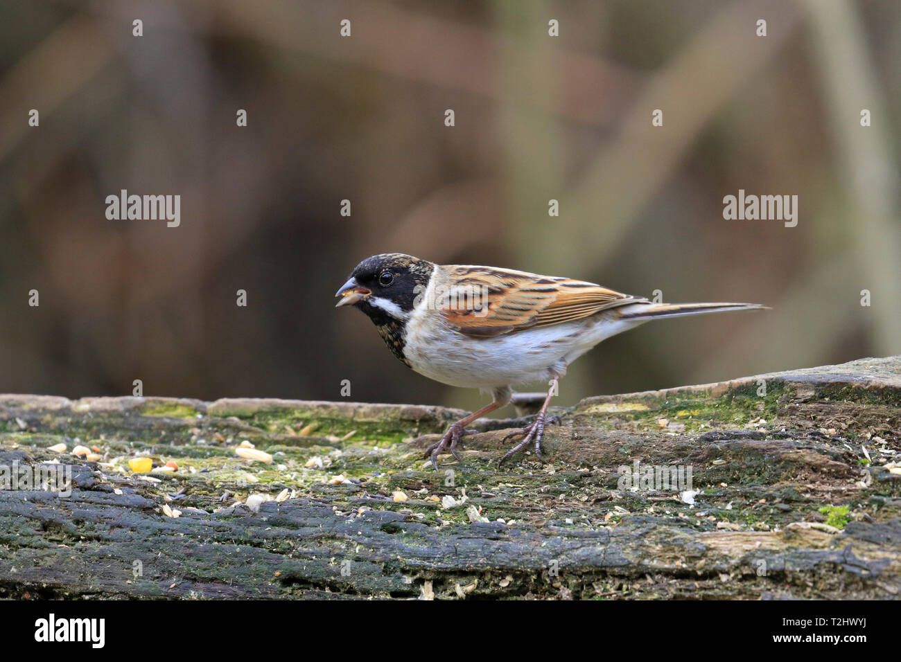 Male Reed Bunting, Emberiza schoeniclus eating bird seed on a decaying ...