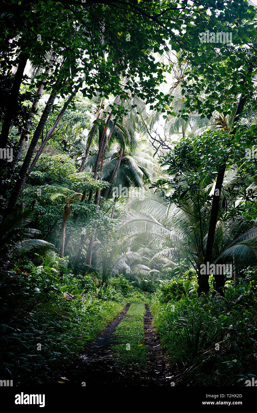 path between the jungle Stock Photo - Alamy