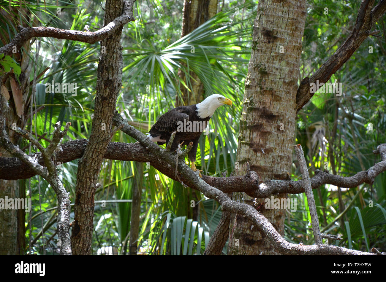 Bald Eagle sitting on branch Stock Photo - Alamy