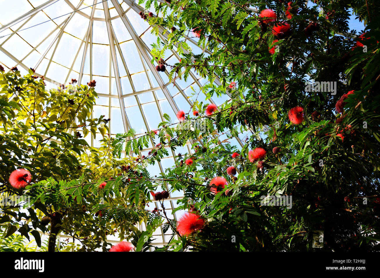 Botanic boom hi-res stock photography and images - Alamy