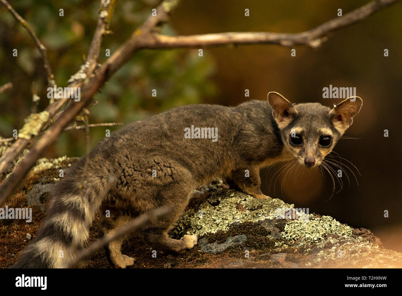 Ringtail Cat High Resolution Stock Photography and Images - Alamy