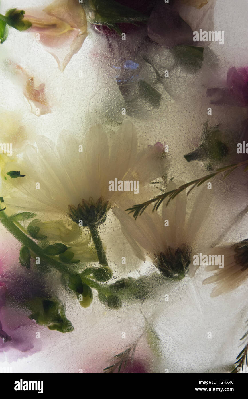 Close up of flowers frozen in ice Stock Photo - Alamy