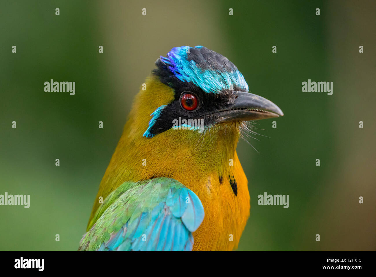 Lesson's Motmot Momotus lessonii in Belize Stock Photo - Alamy