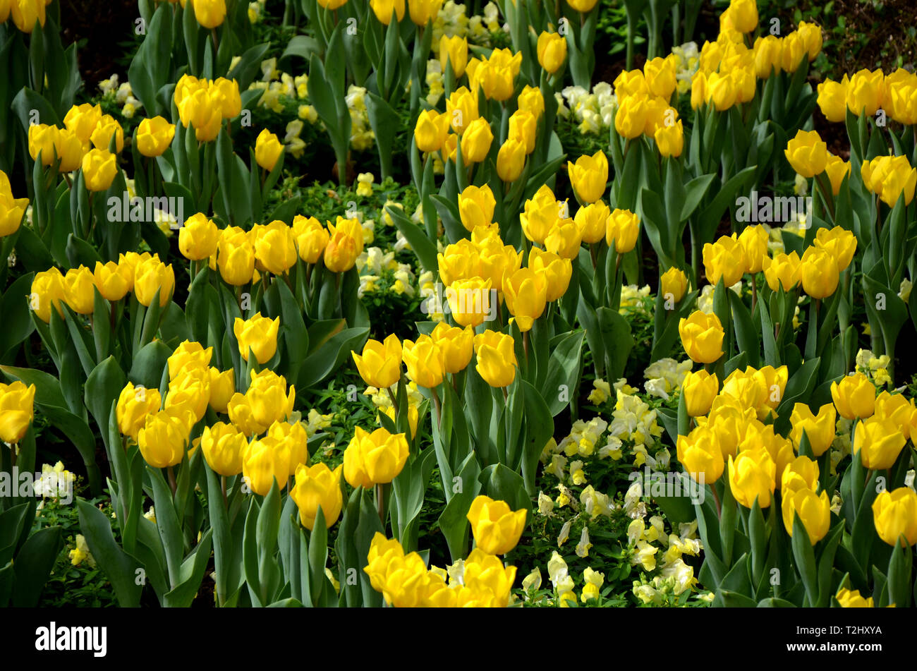 Easter season hi-res stock photography and images - Alamy