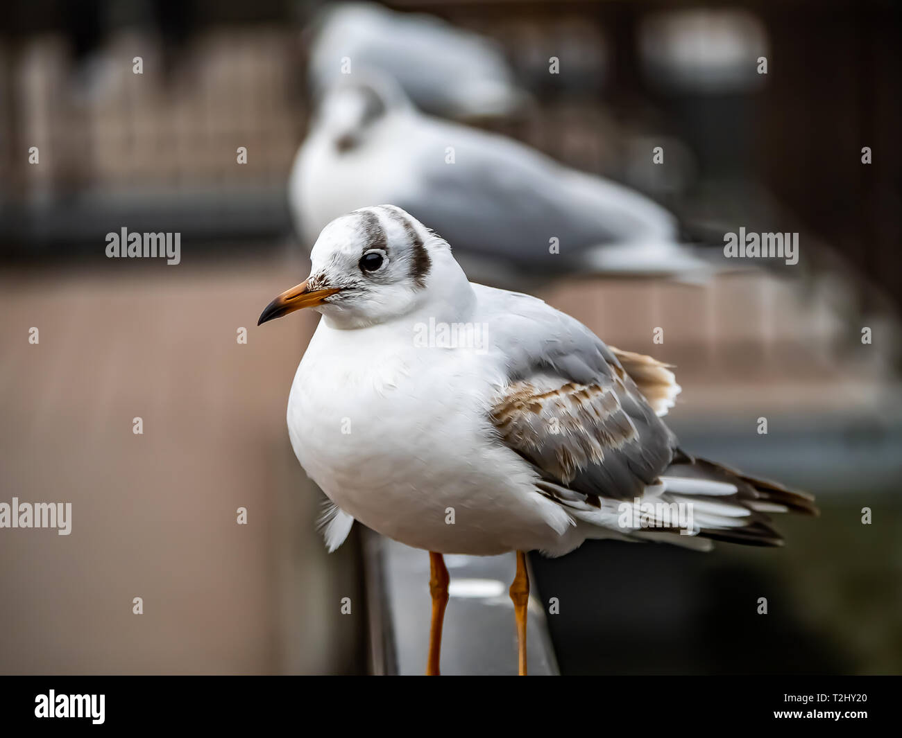 A Japanese black-tailed gull stands beside Shinobazu pond in Ueno Park ...
