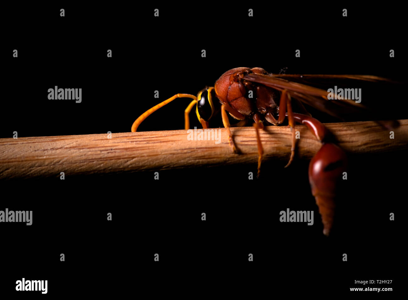 Closeup wasp hi-res stock photography and images - Alamy