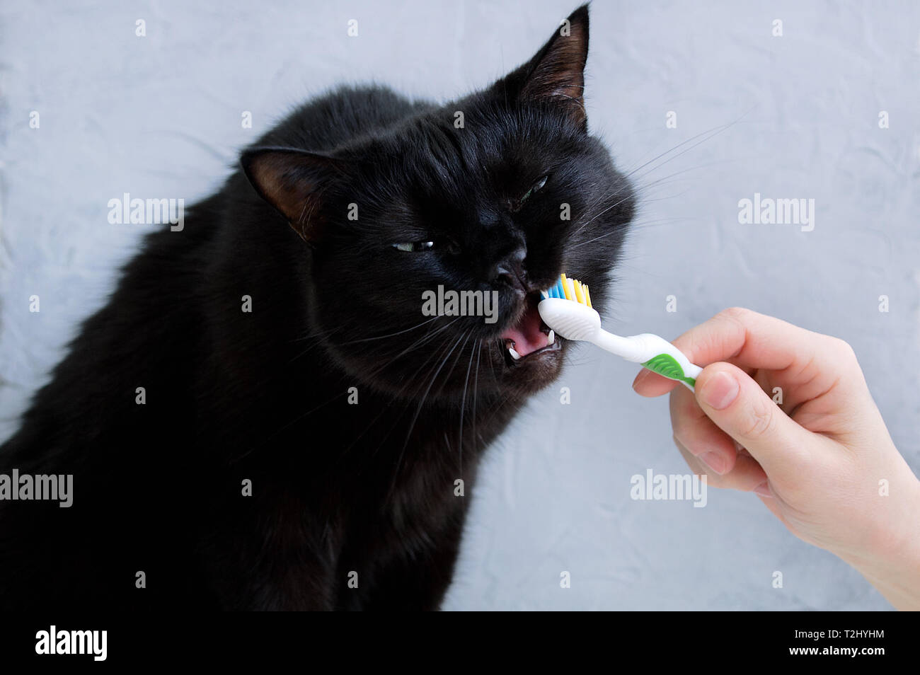 Cats teeth hi-res stock photography and images - Alamy
