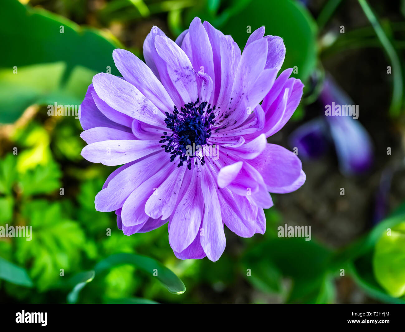 A purple anemone flower blooms in a Japanese flower garden in Yamashita ...