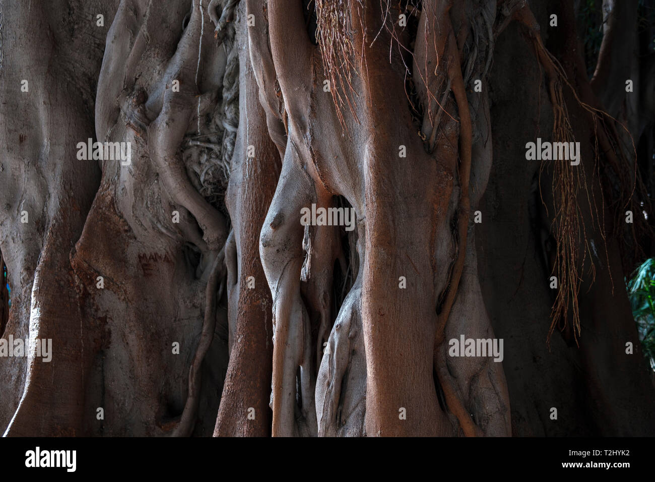 Detail of trunk of large Moreton Bay Fig or Australian Banyan (Ficus ...