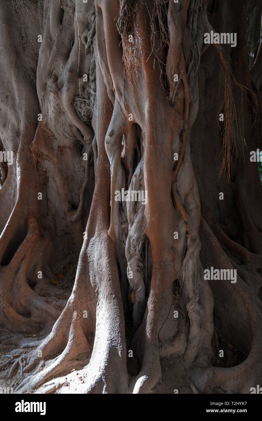 Detail of trunk of large Moreton Bay Fig or Australian Banyan (Ficus ...