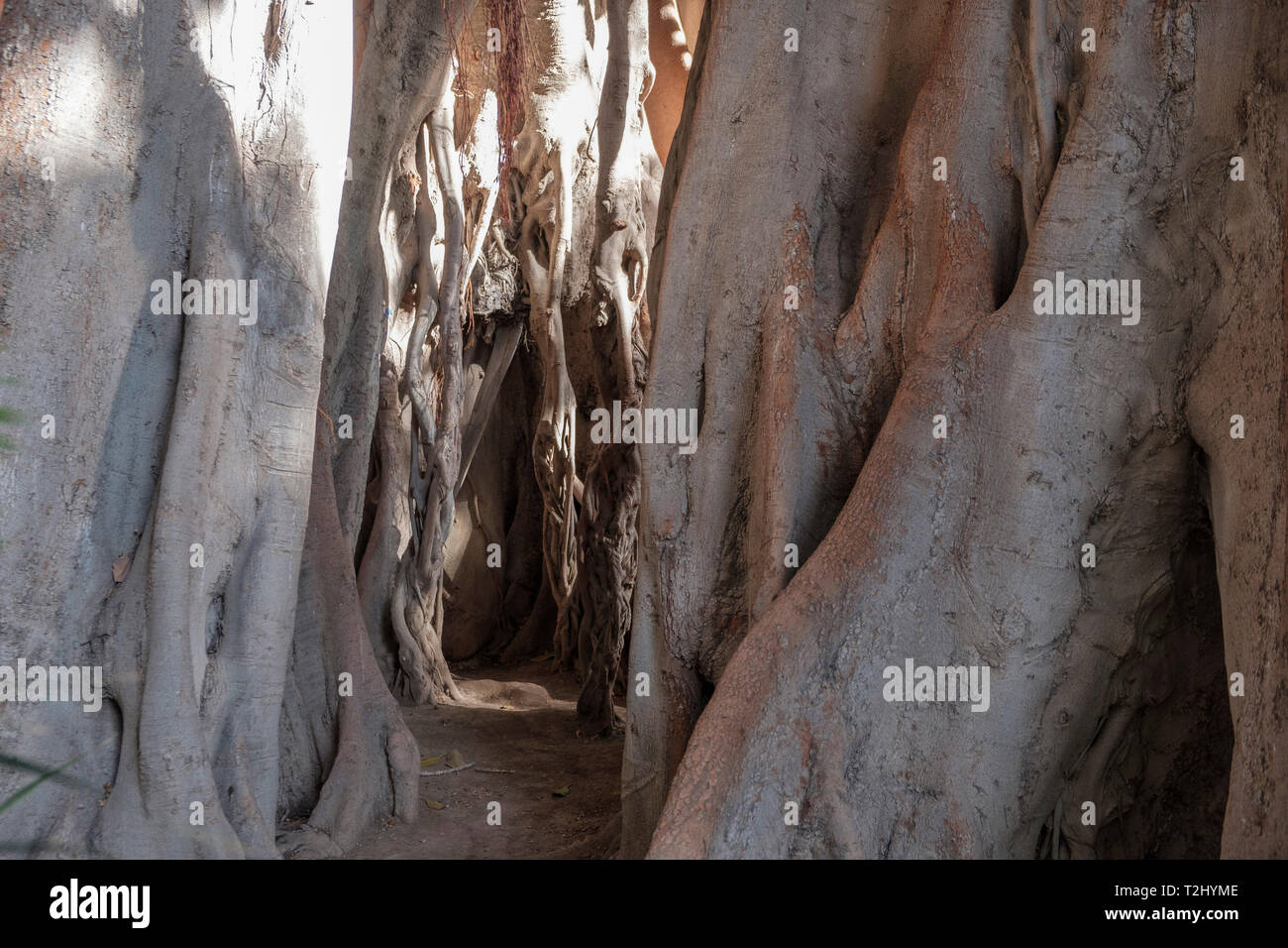 Detail of trunk of large Moreton Bay Fig or Australian Banyan (Ficus ...