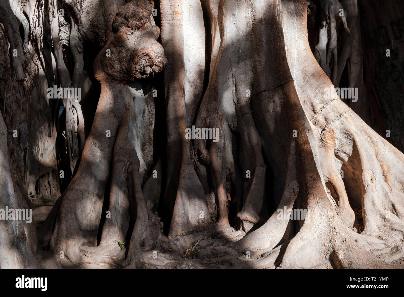 Detail of trunk of large Moreton Bay Fig or Australian Banyan (Ficus ...