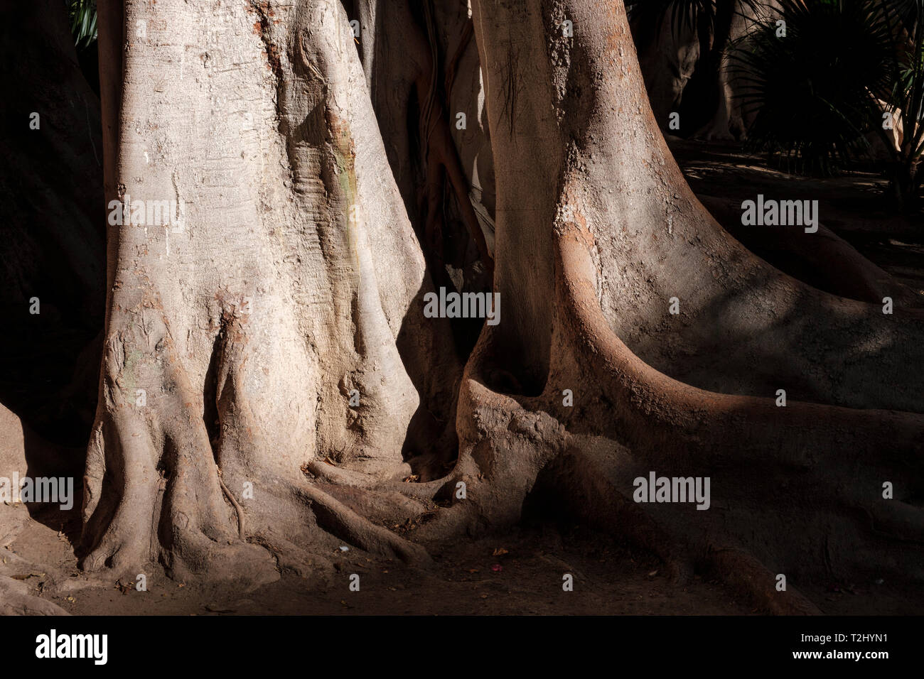 Detail of trunk of large Moreton Bay Fig or Australian Banyan (Ficus ...