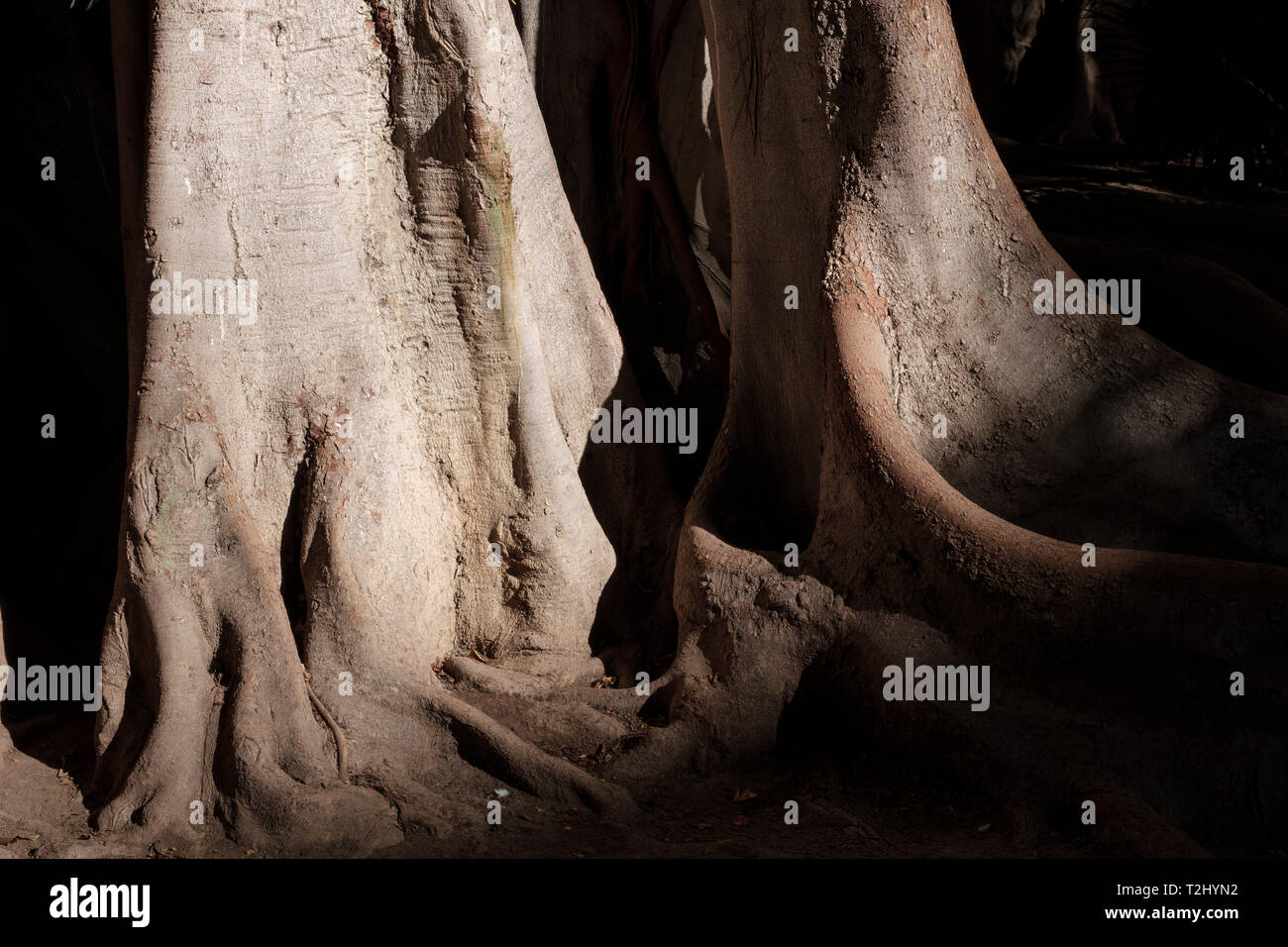 Detail of trunk of large Moreton Bay Fig or Australian Banyan (Ficus ...