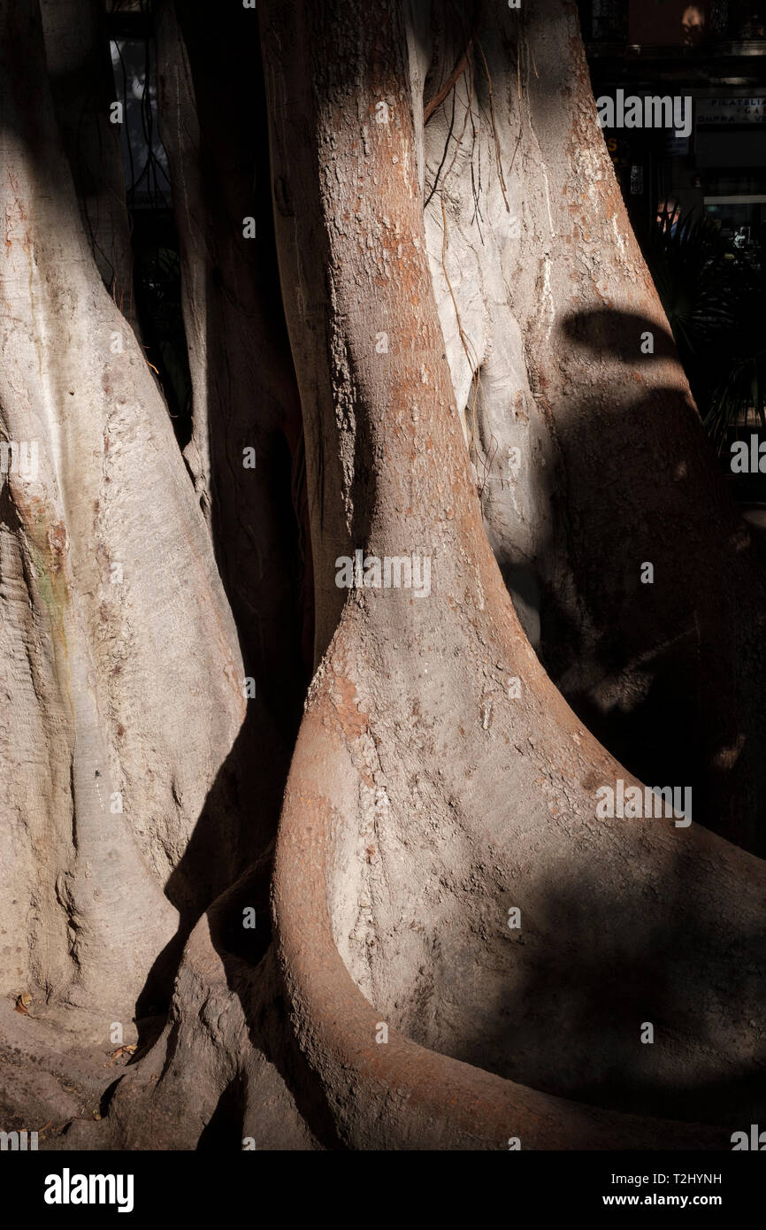 Detail of trunk of large Moreton Bay Fig or Australian Banyan (Ficus ...