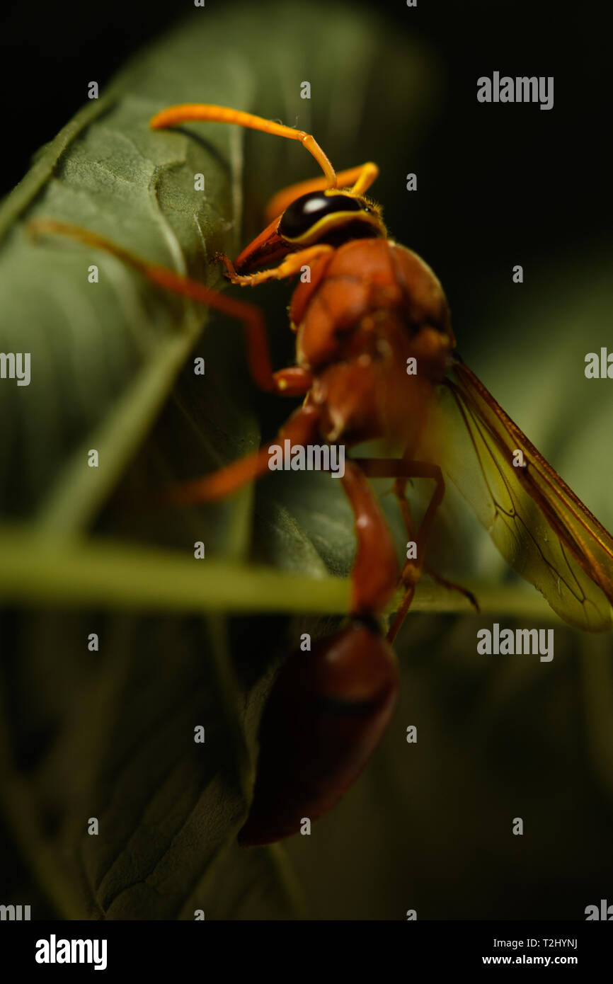 Wasp sting bite hi-res stock photography and images - Alamy