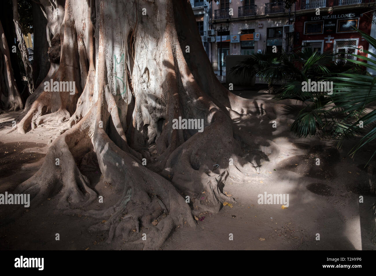 Detail of trunk of large Moreton Bay Fig or Australian Banyan (Ficus ...