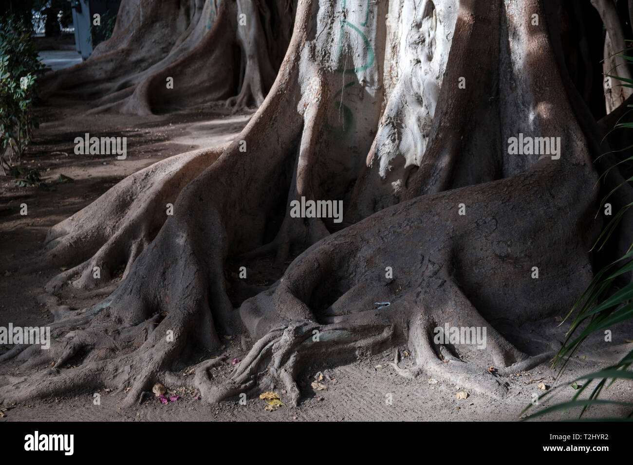 Detail of trunk of large Moreton Bay Fig or Australian Banyan (Ficus ...