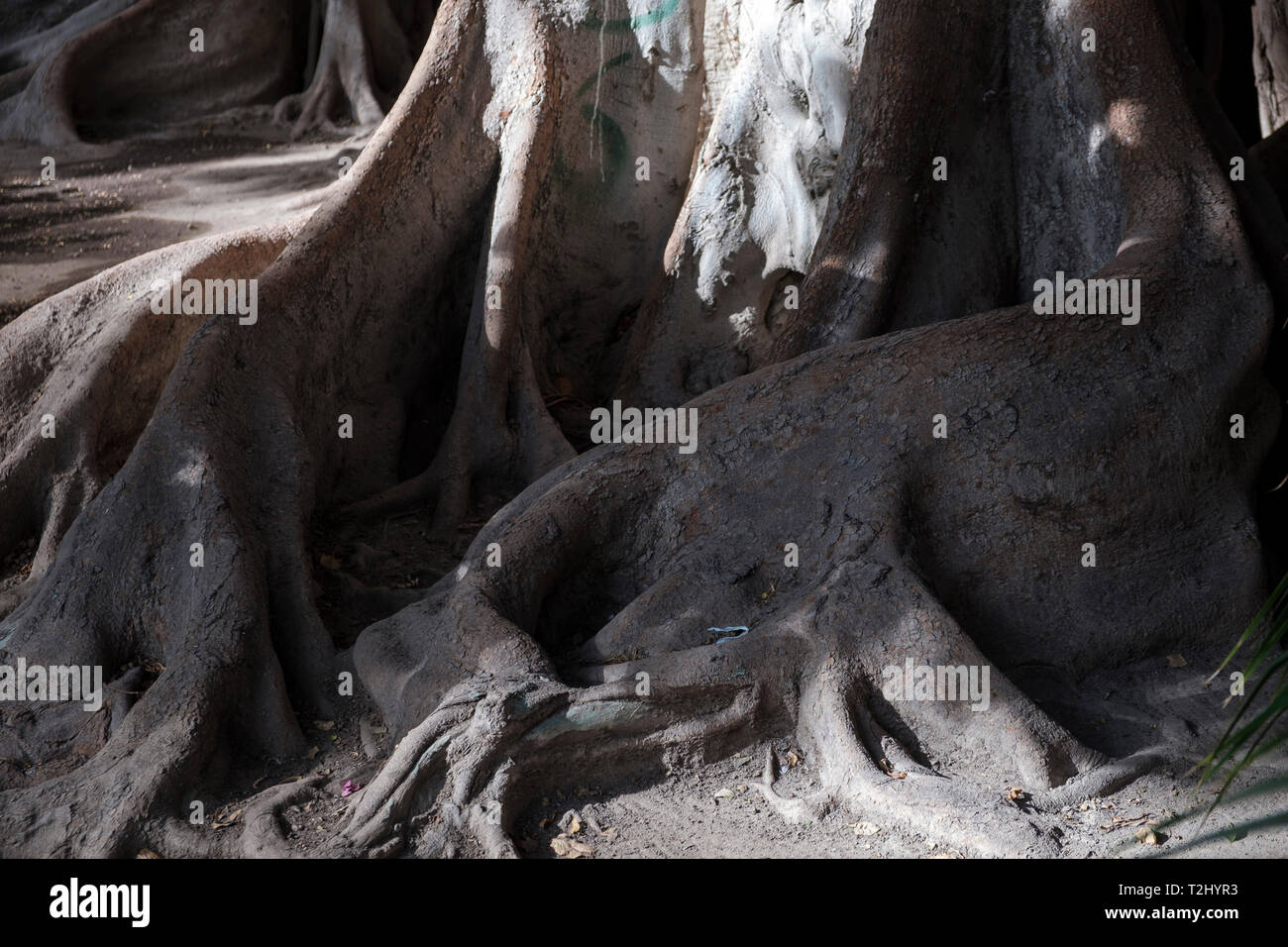 Detail of trunk of large Moreton Bay Fig or Australian Banyan (Ficus ...