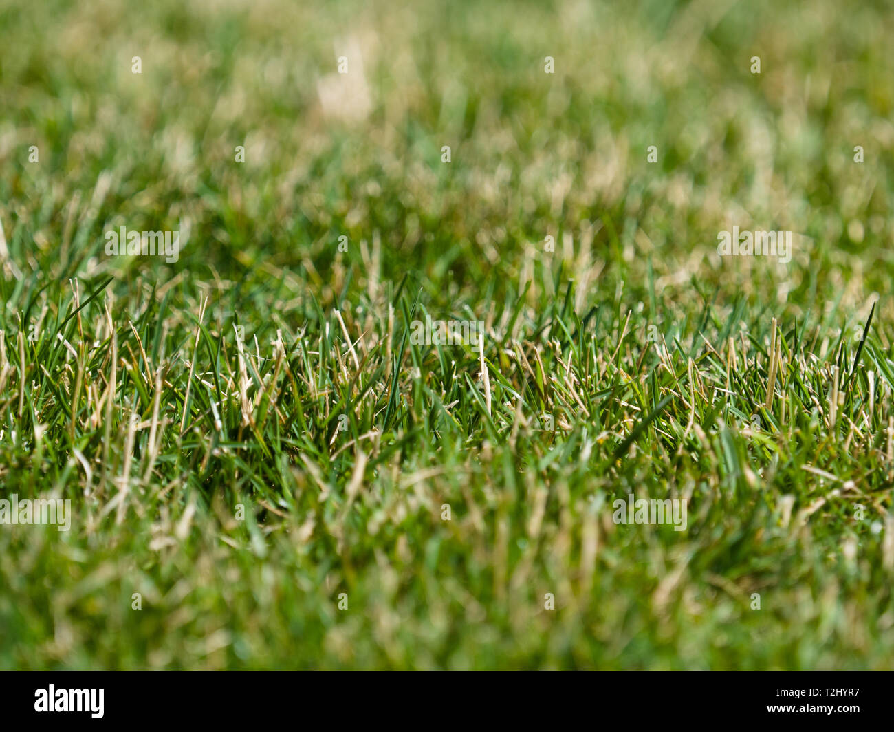 Cut green and yellow grass on the lawn. Background image. Copy space ...