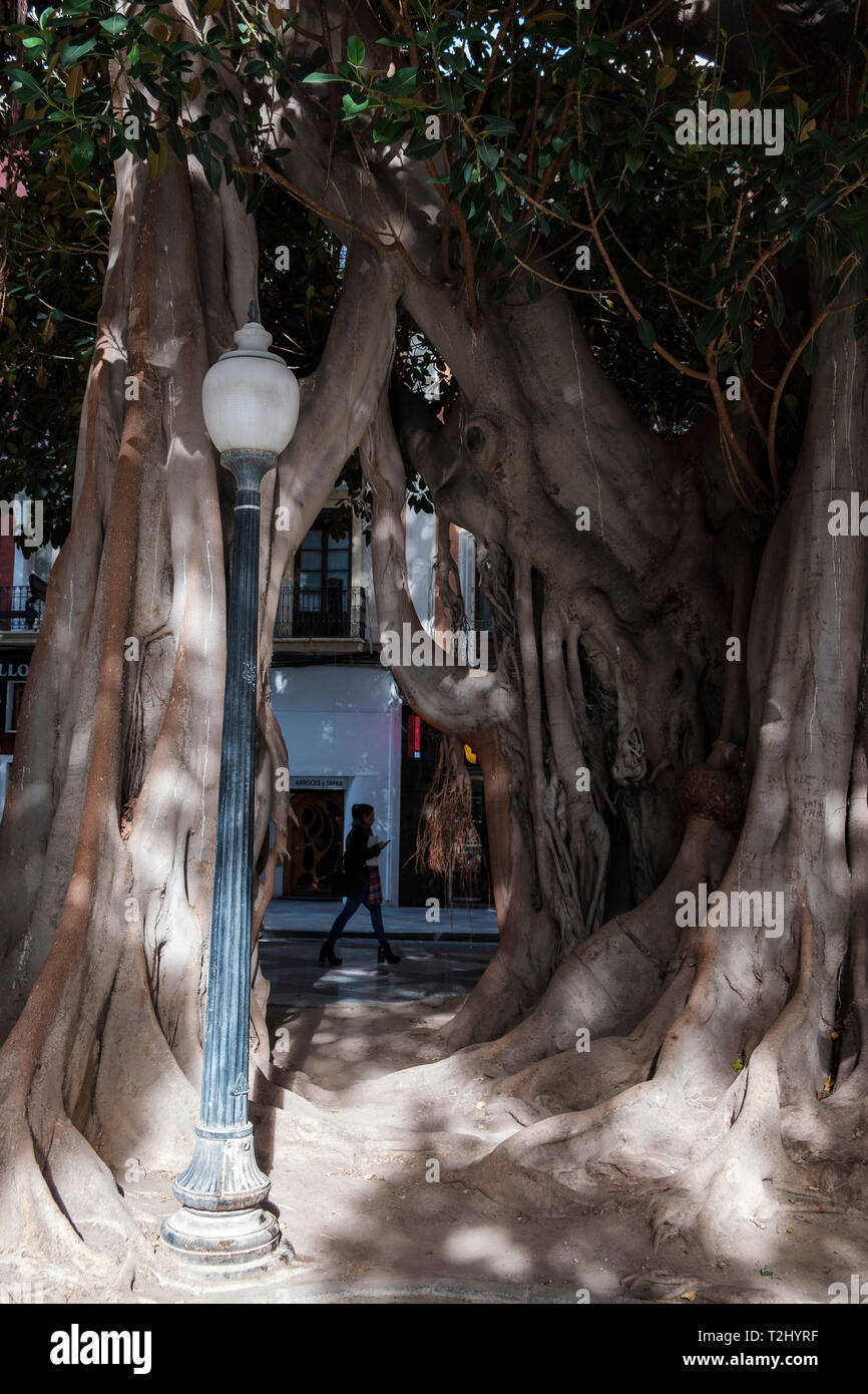 large Moreton Bay Fig or Australian Banyan (Ficus Macrophylla), Plaza ...