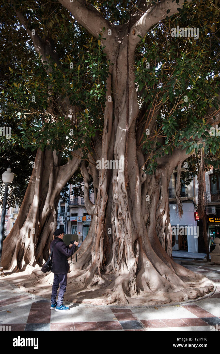 large Moreton Bay Fig or Australian Banyan (Ficus Macrophylla), Plaza ...