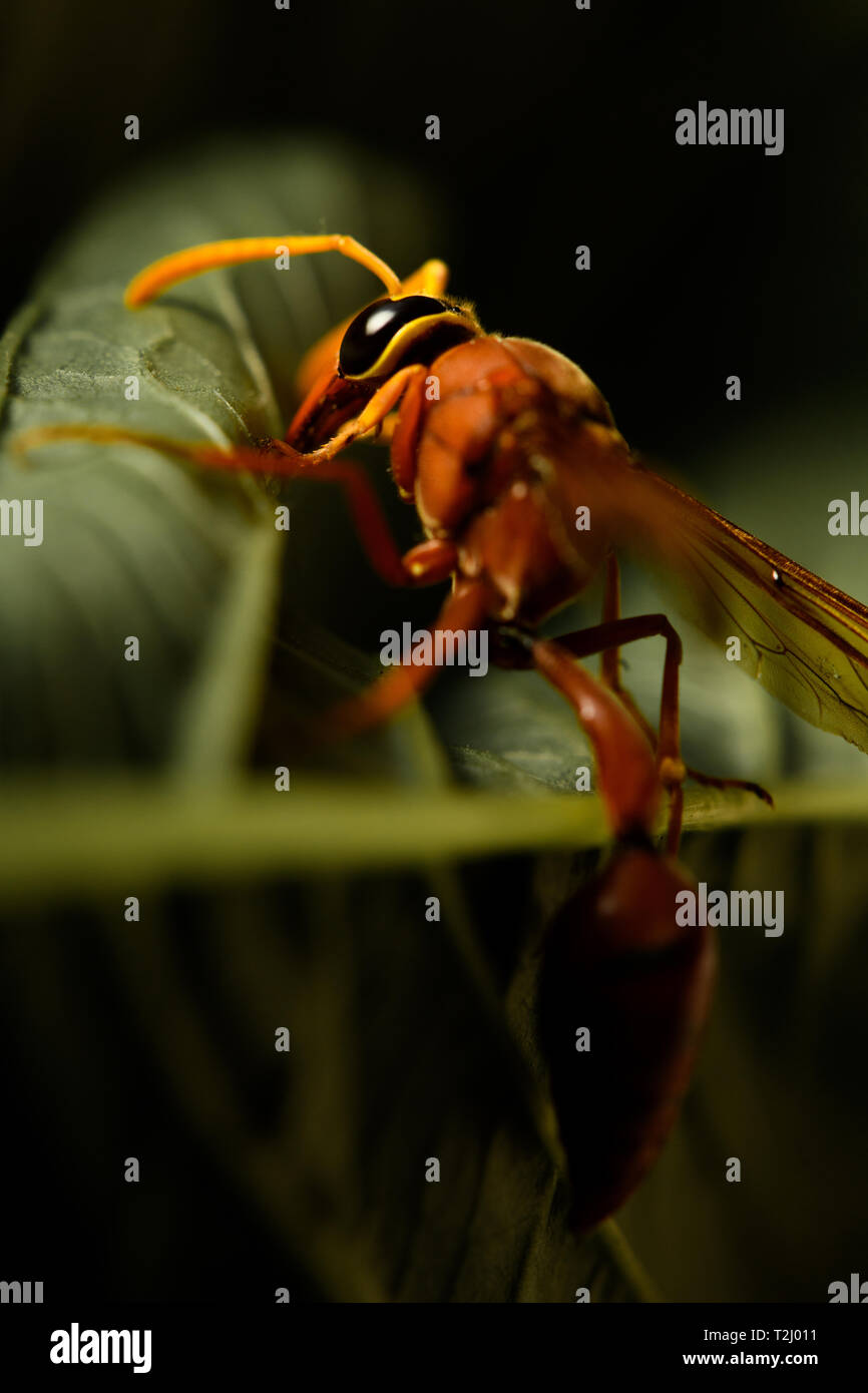Wasp sting bite hi-res stock photography and images - Alamy