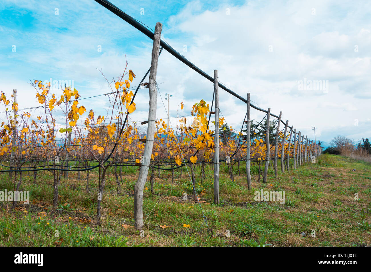 Italian vineyard wine production Stock Photo - Alamy