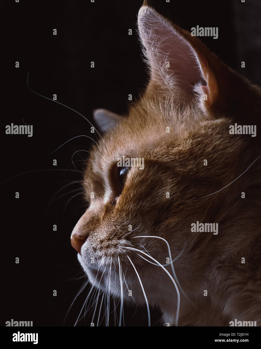 Orange Cat with long whiskers Stock Photo - Alamy
