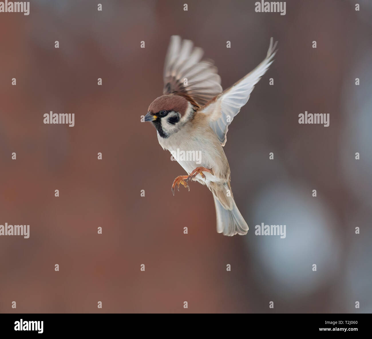 Tree sparrow in fast flight at winter Stock Photo - Alamy