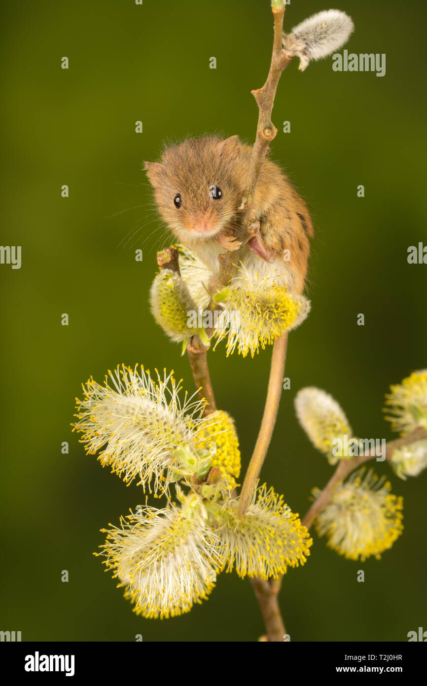 Harvest mouse (Micromys minutus), a small mammal or rodent species, on ...