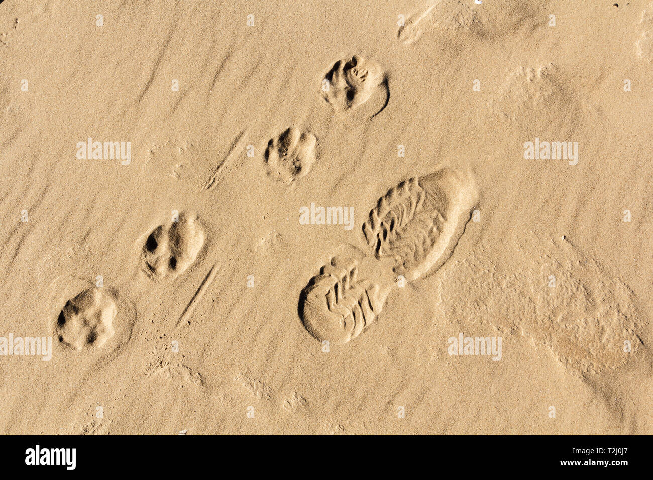 small dog and humans feet prints on a wet sand, abstract background ...