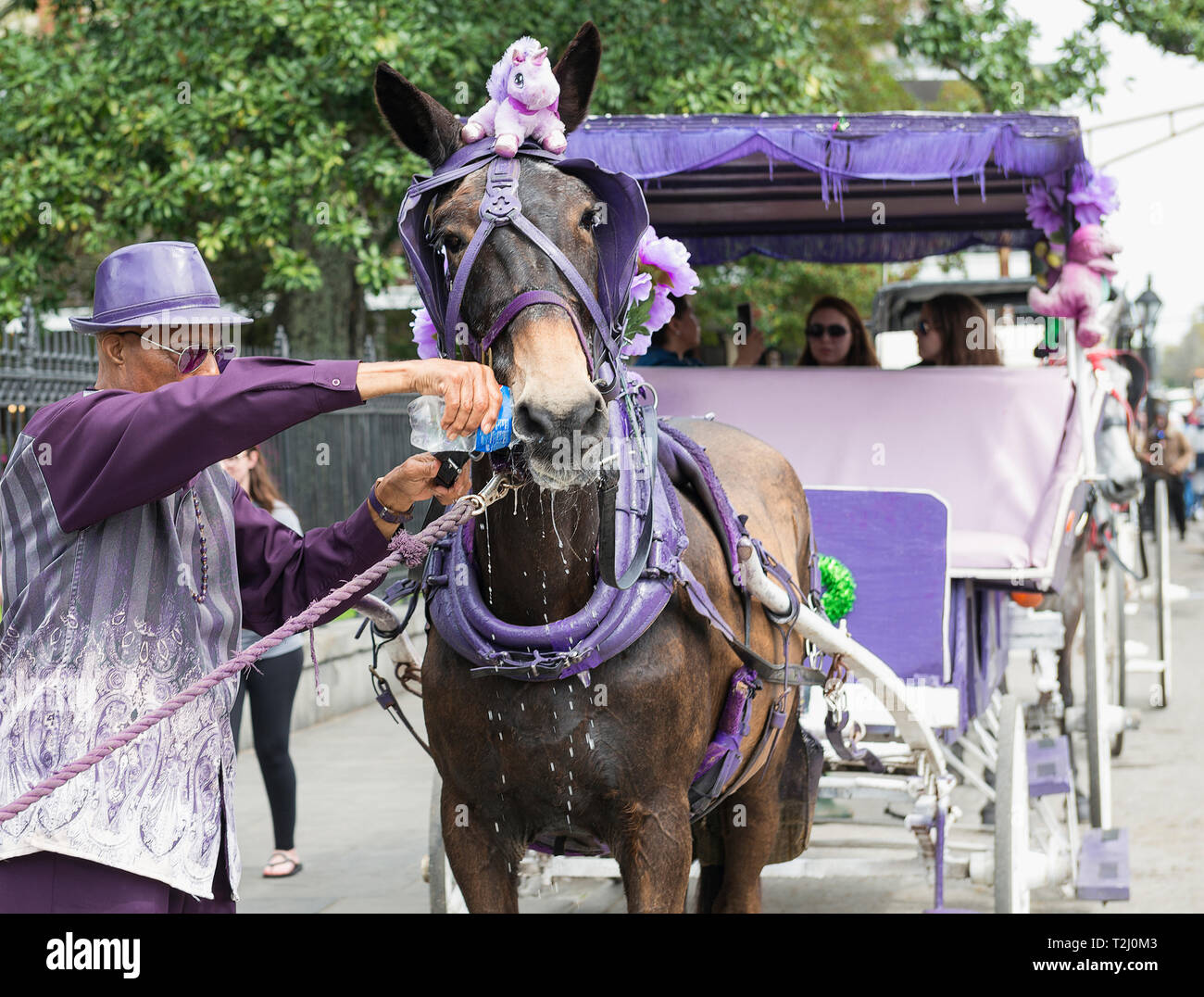 Mule driver, giving his mule water in New Orleans, Louisiana Stock ...