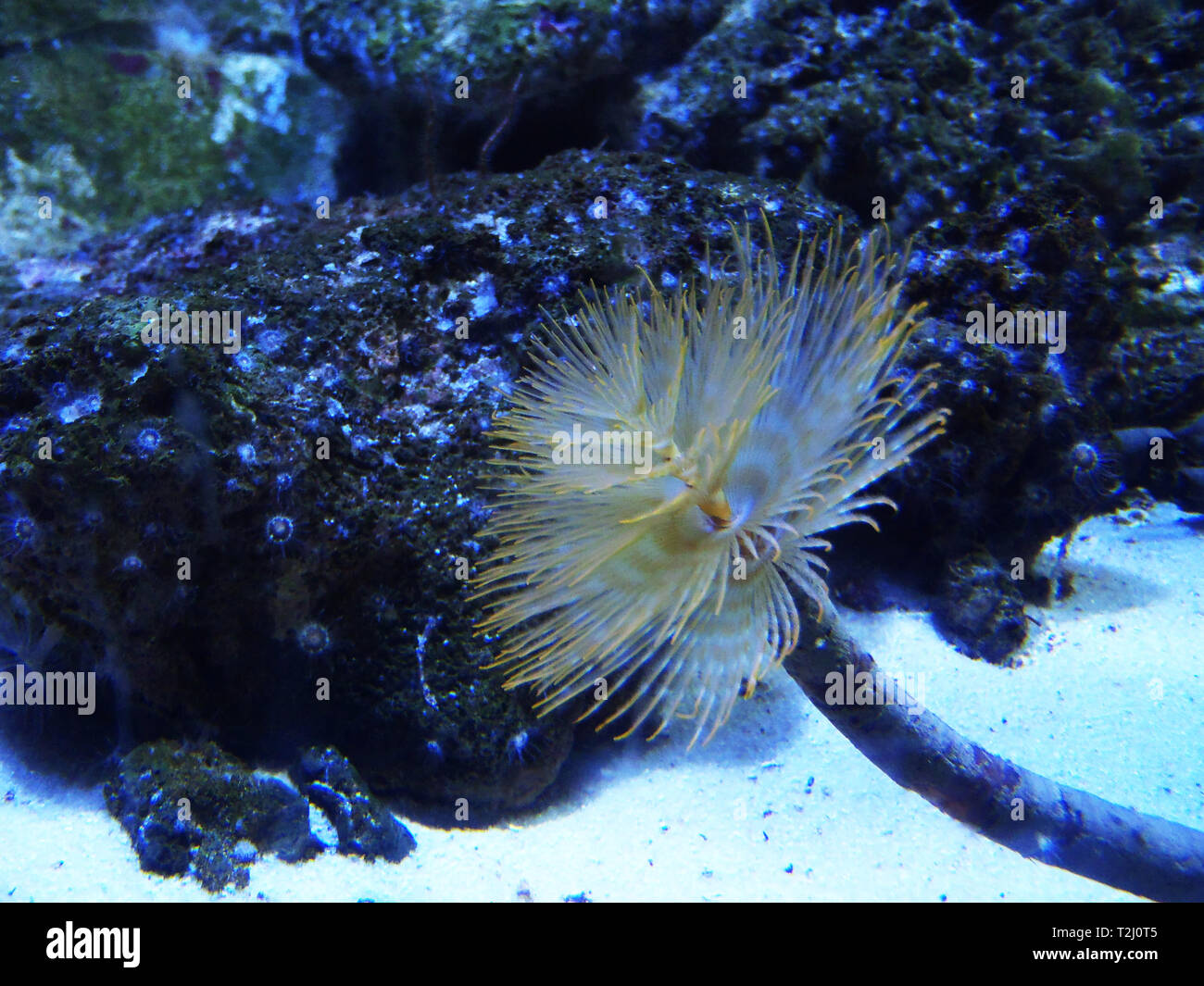 Spiral tubeworm hi-res stock photography and images - Alamy