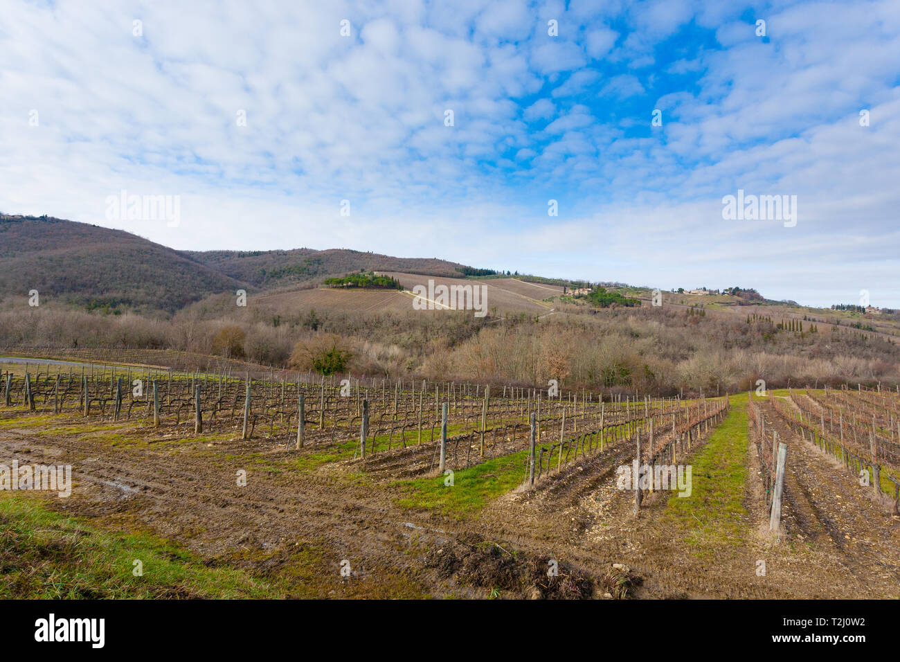 Rows of vineyards from Tuscany hills. Italian agriculture. Beautiful ...