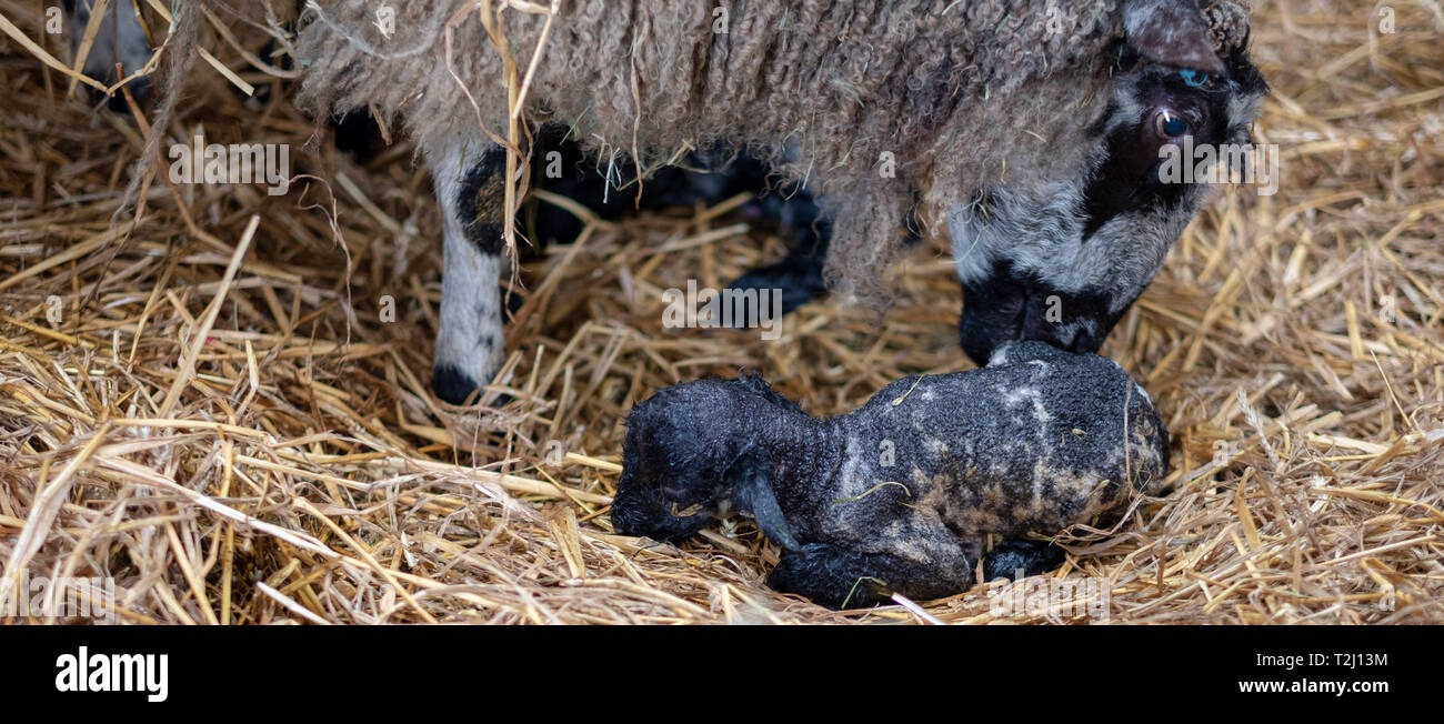 Mother birth rural hi-res stock photography and images - Alamy