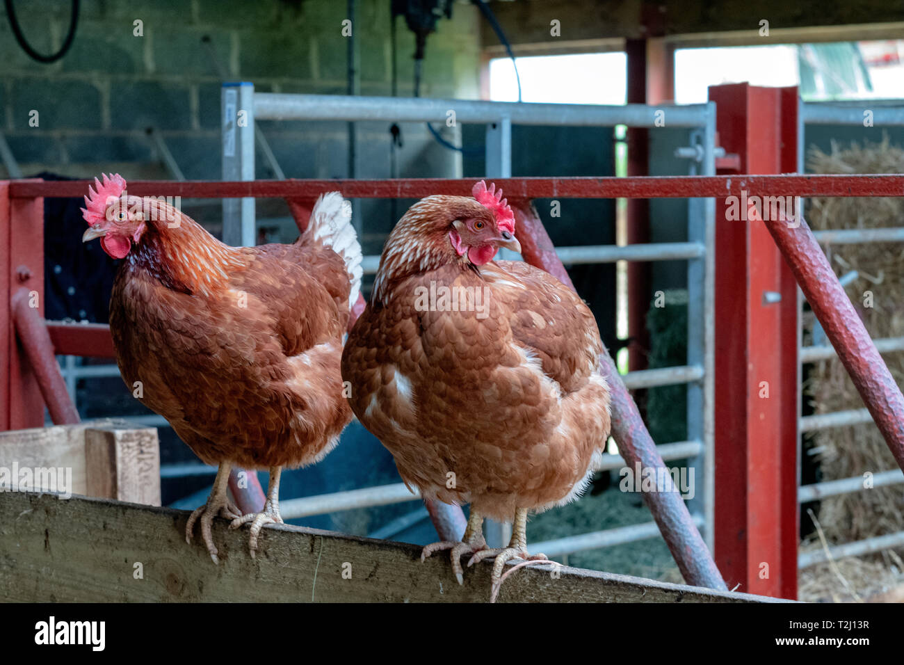 Chicken farming hi-res stock photography and images - Alamy
